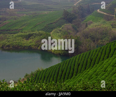 Hangzh, Hangzh, China. 18th July, 2017. The tea plantations are well ...