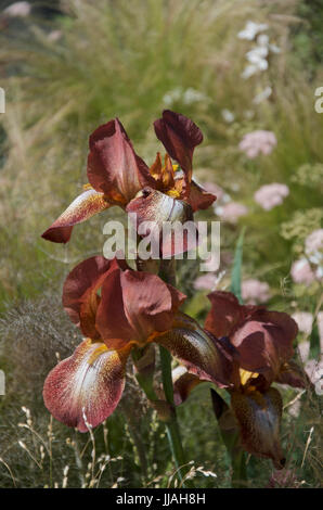 Bearded Iris Kent Pride' in flower Stock Photo - Alamy