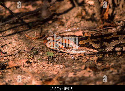 Indian Rock Python or Indian Python, (Python molurus), Keoladeo Ghana ...
