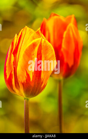 Sunlit Purple Tulips, Tulipa, with Green Leaves During Spring in ...