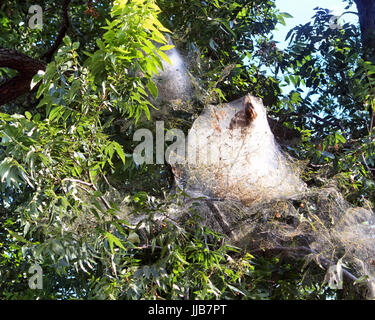 Web worms in tree Stock Photo - Alamy