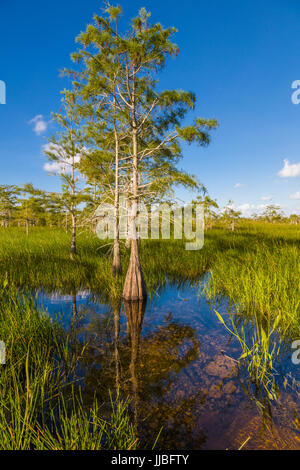 Dwarf Cypress trees in wet grasslands of Everglades National Park in ...