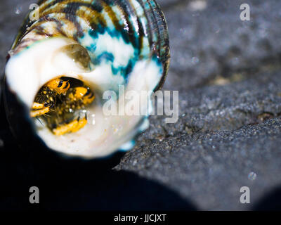 Hermit Crab poking out of its Shell against Blue Cloud Sky Stock Photo ...
