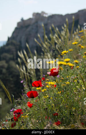 Spring flowers on the Acropolis, Athens, Greece Stock Photo - Alamy