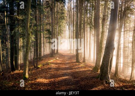 Mist in autumn forest Stock Photo - Alamy
