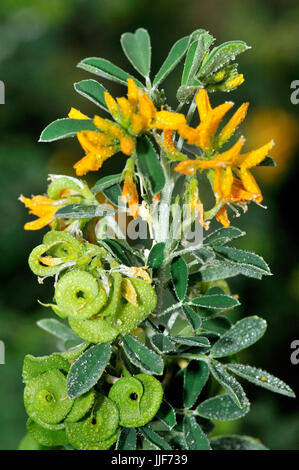 Tree medick, flowers and fruits Stock Photo - Alamy