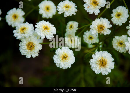 Tanacetum parthenium ‘Double White’ Feverfew White Bonnet – small ...