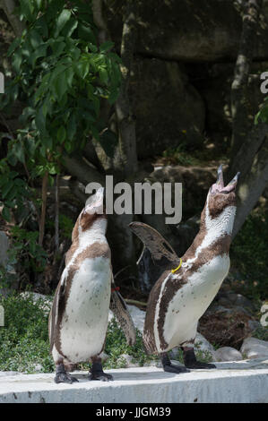 Humboldt Penguins Calling Stock Photo - Alamy