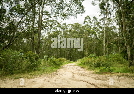 Native forest around some of the parks of Quito, Ecuador Stock Photo ...