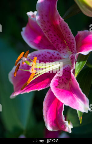 Pink Spotted Lily Flowering in Sussex Stock Photo - Alamy
