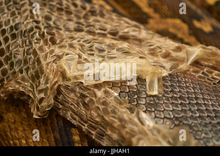 Discarded snake-skin shed by moulting snake. Includes eyes and face ...