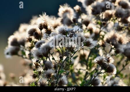 fuzzy flowering plants Stock Photo - Alamy
