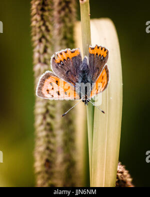 Small Copper resting on grass in the Netherlands Stock Photo - Alamy