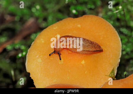 Brown-banded arion on sulphur tuft fungus, Netherlands / (Arion ...