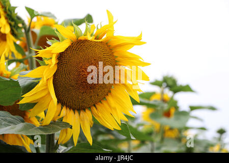 Big sunflower grows and blooms close up on white background Stock Photo ...