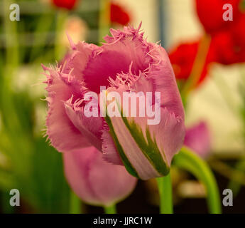 Lilac-pink fringed tulips (Tulipa) Louvre bloom in a garden in April ...