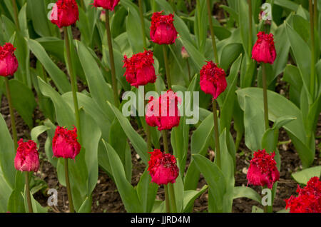 Red tulips "Barbados" Fringed Stock Photo - Alamy