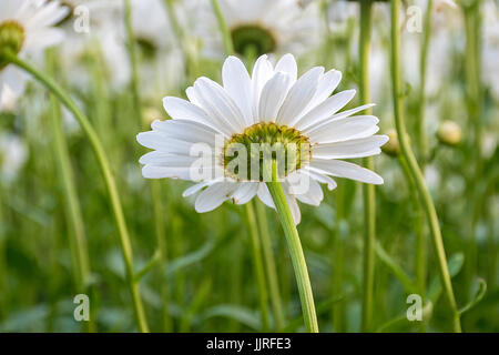 back view of white daisy in summer garden Stock Photo - Alamy