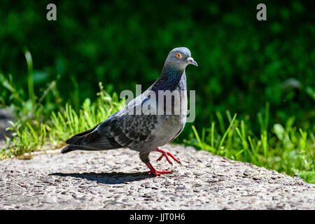 Grey Pidgeon/ Pidgin sat on a street with trees in the background Stock ...