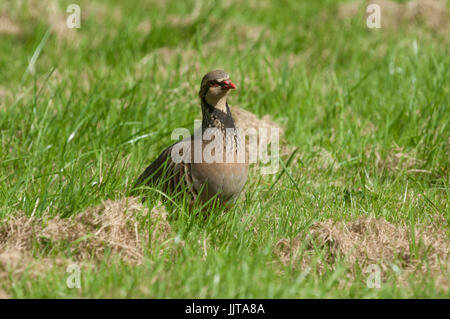 French Partridge gallico persequitur perdix female with young chicks ...