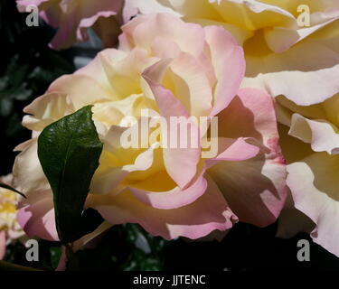 Lush pink wild roses bloom abundantly outdoors in picturesque Reykjavik ...