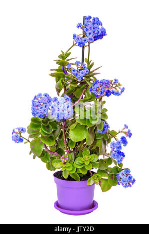 White Calandiva flowers Kalanchoe, family Crassulaceae, close up Stock ...