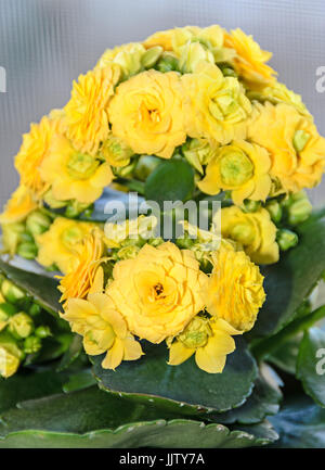 Yellow Calandiva flowers Kalanchoe, family Crassulaceae, close up ...