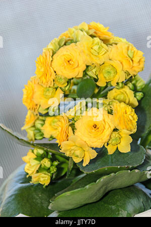 Yellow Calandiva flowers Kalanchoe, family Crassulaceae, close up Stock ...