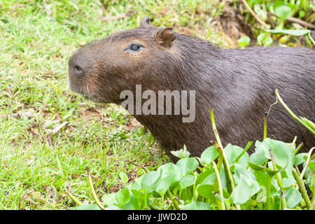 Huge Capybara Rodent Stock Photo - Alamy
