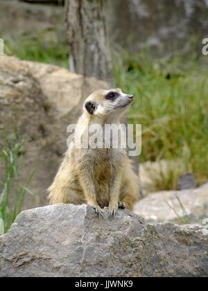 Meerkat Watching Scientific Classification: Suricata Suricatta Stock ...