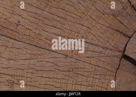 Radial Oak Section Stock Photo - Alamy