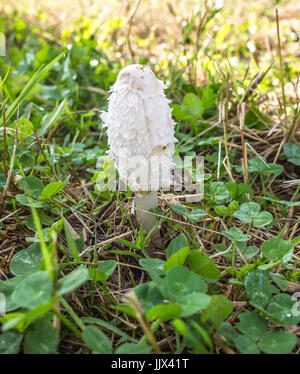 Barbuda. Coprinus comatus. Seta, hongo excelente comestible. San ...
