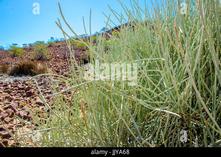 Large Euphorbia damarana also known as Damara milk-bushplant growing in ...