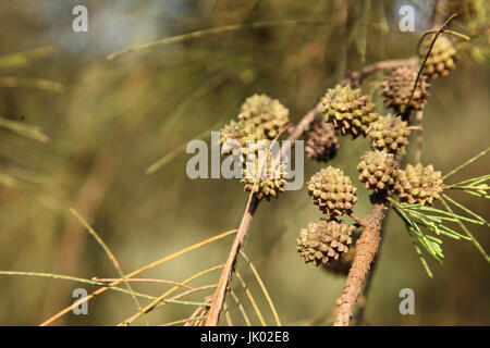 pine cones from She oak Stock Photo - Alamy