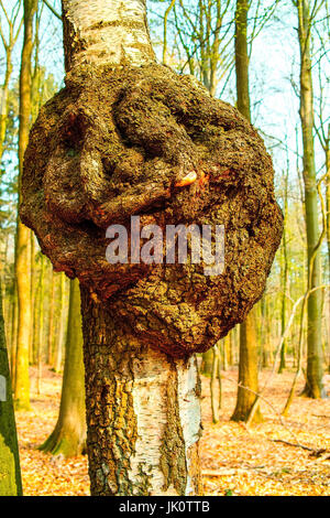 "big rank growth in the birch trunk, possibly by viruses or bacterium ...