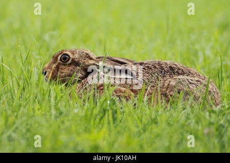 Hares in the field, Hasen im Feld Stock Photo - Alamy