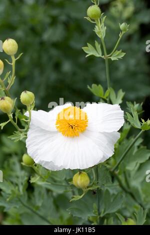 White and yellow Romneya coulteri, Californian tree poppy in flower ...