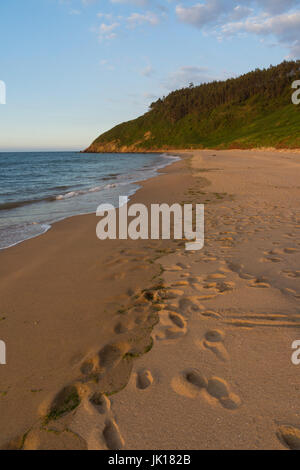 High tide mark on a sandy beach - image in landscape format with copy ...