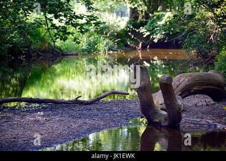Lymington River; Brockenhurst; New Forest; UK Stock Photo - Alamy
