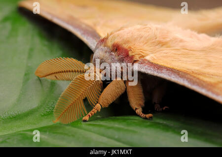 Chinese Oak Tasar Silkmoth (Antheraea pernyi), male on bark Stock Photo ...