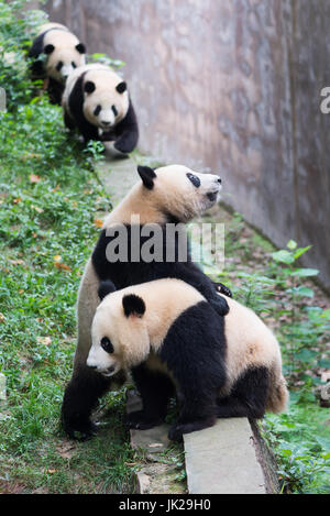 Beautiful look at a giant panda bear Stock Photo - Alamy