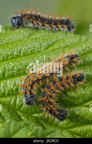 Großer Fuchs, Raupe, Raupen, Nymphalis polychloros, large tortoiseshell ...