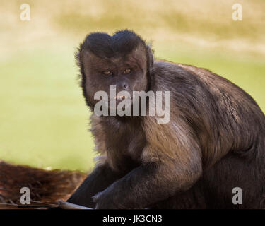 Black Tufted Capuchin Family Stock Photo - Alamy