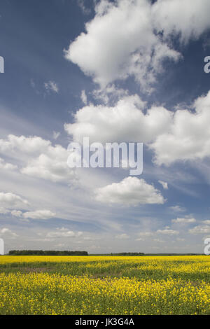 Lithuania, Central Lithuania, Joniskis, field of mustard flowers in ...
