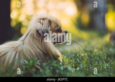 Pekingese, small dog with long fur Stock Photo - Alamy