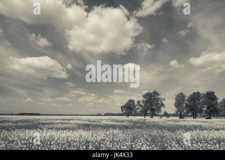 Lithuania, Central Lithuania, Joniskis, field of mustard flowers in ...