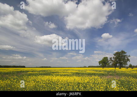 Lithuania, Central Lithuania, Joniskis, field of mustard flowers in ...