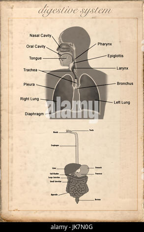 Old sheet vintage of the digestive system Stock Photo - Alamy