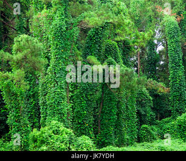 Kudzu, an invasive Japanese vine growing near the Mississippi river in ...
