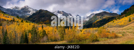 Utah. USA. Aspen trees in autumn. Sevier Plateau. Fishlake National ...